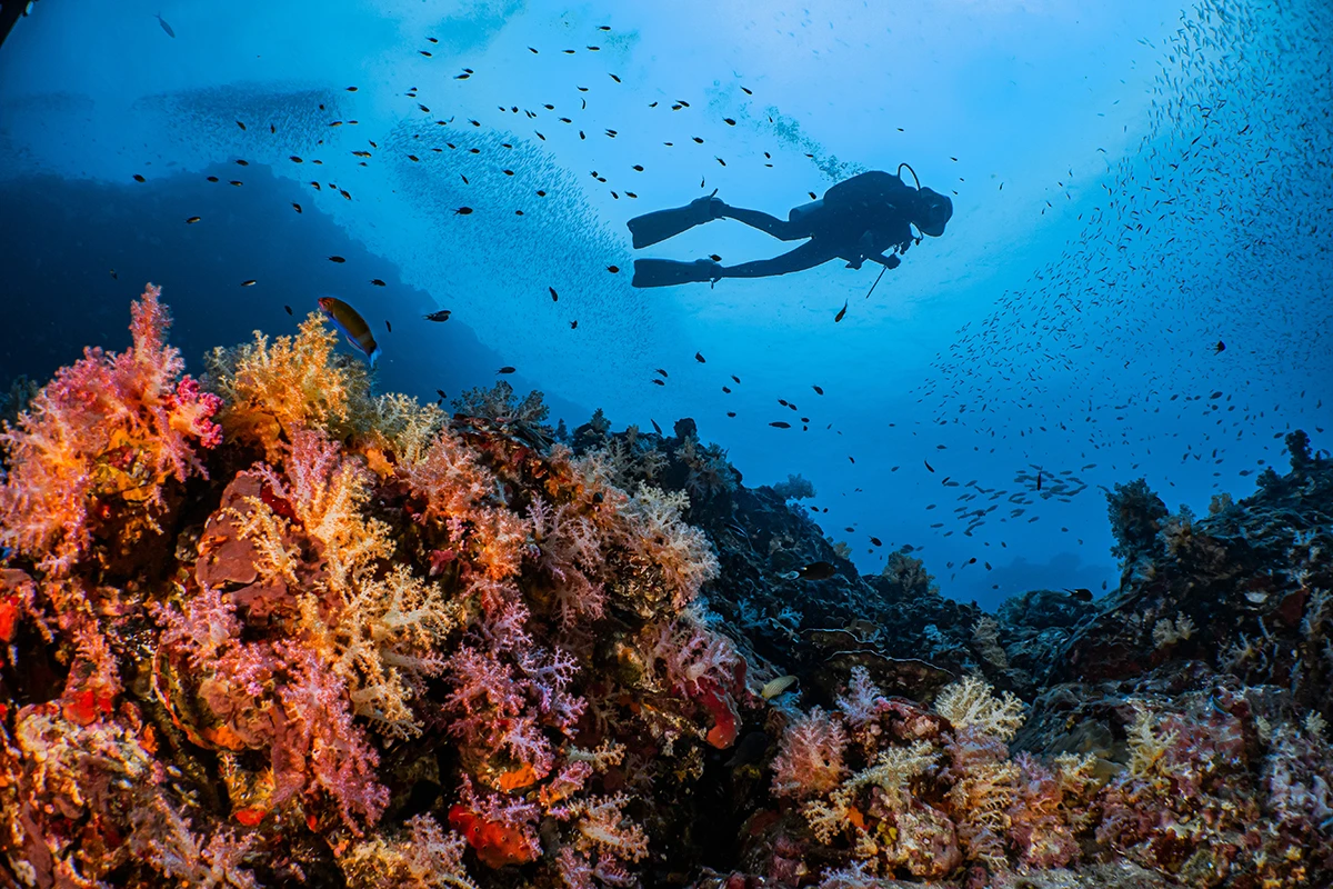 Diving in South Halmahera Is Emerging as Indonesia's Most Untouched ...