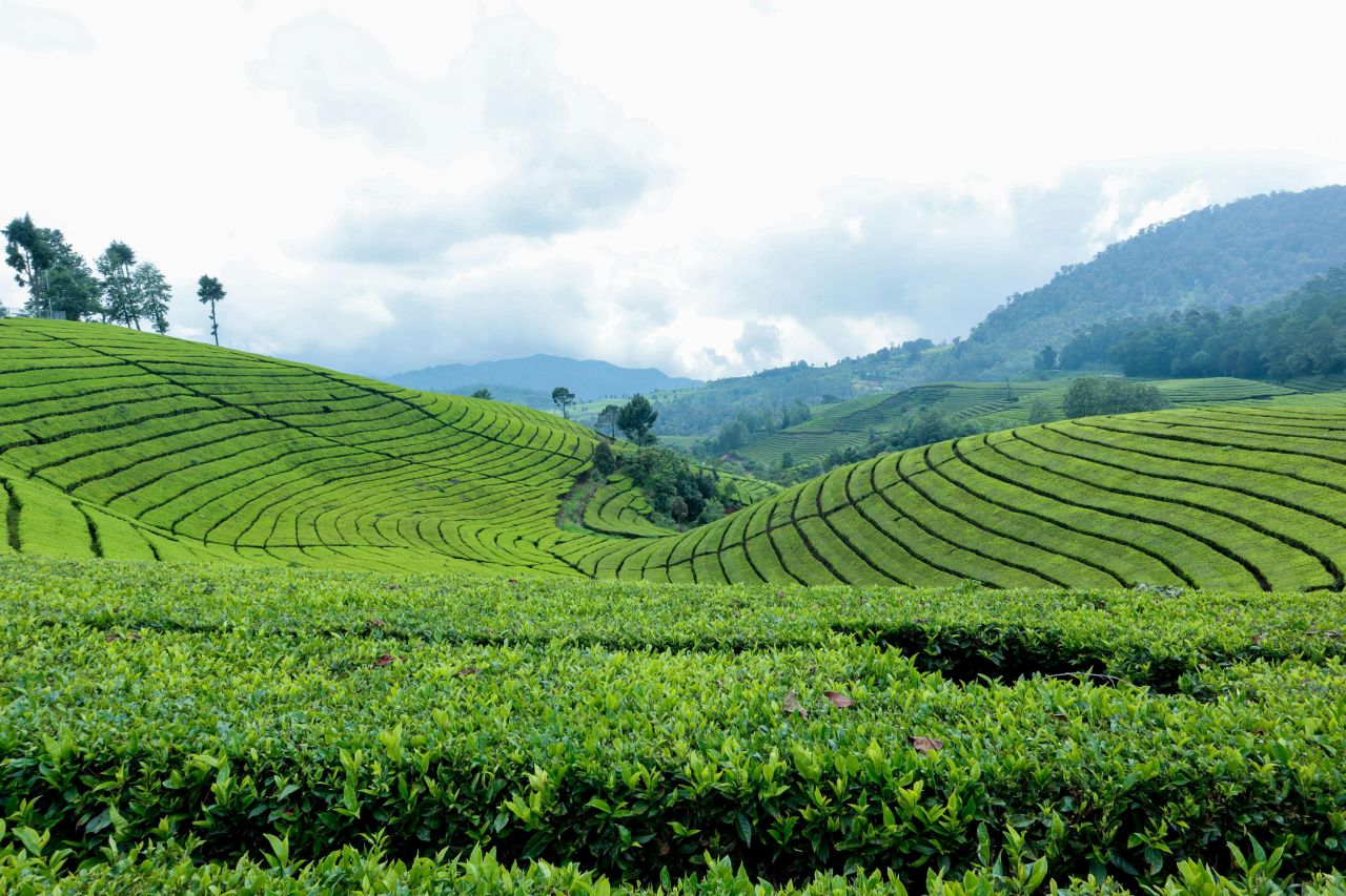 Agrotourism in Indonesia: Gunung Mas Tea Plantation - Stories from ...