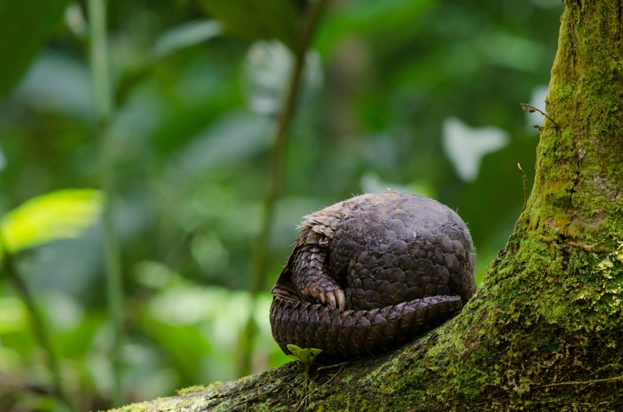 Kayan Mentarang National Park - Heart of Borneo Wilderness